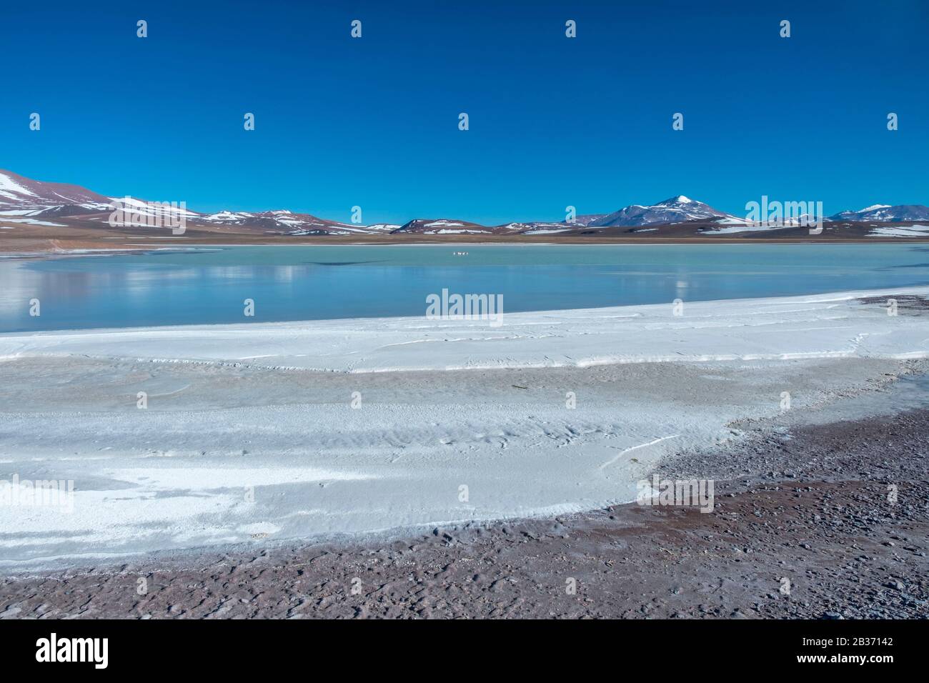 Argentina, La Rioja province, Laguna Brava Provincial Reserve Stock ...