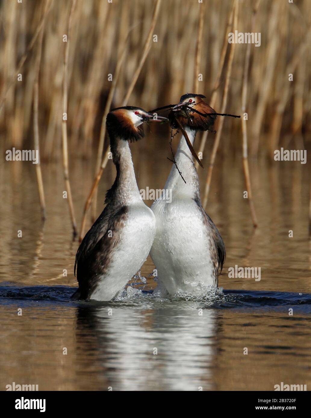 Mating gift hi-res stock photography and images - Alamy