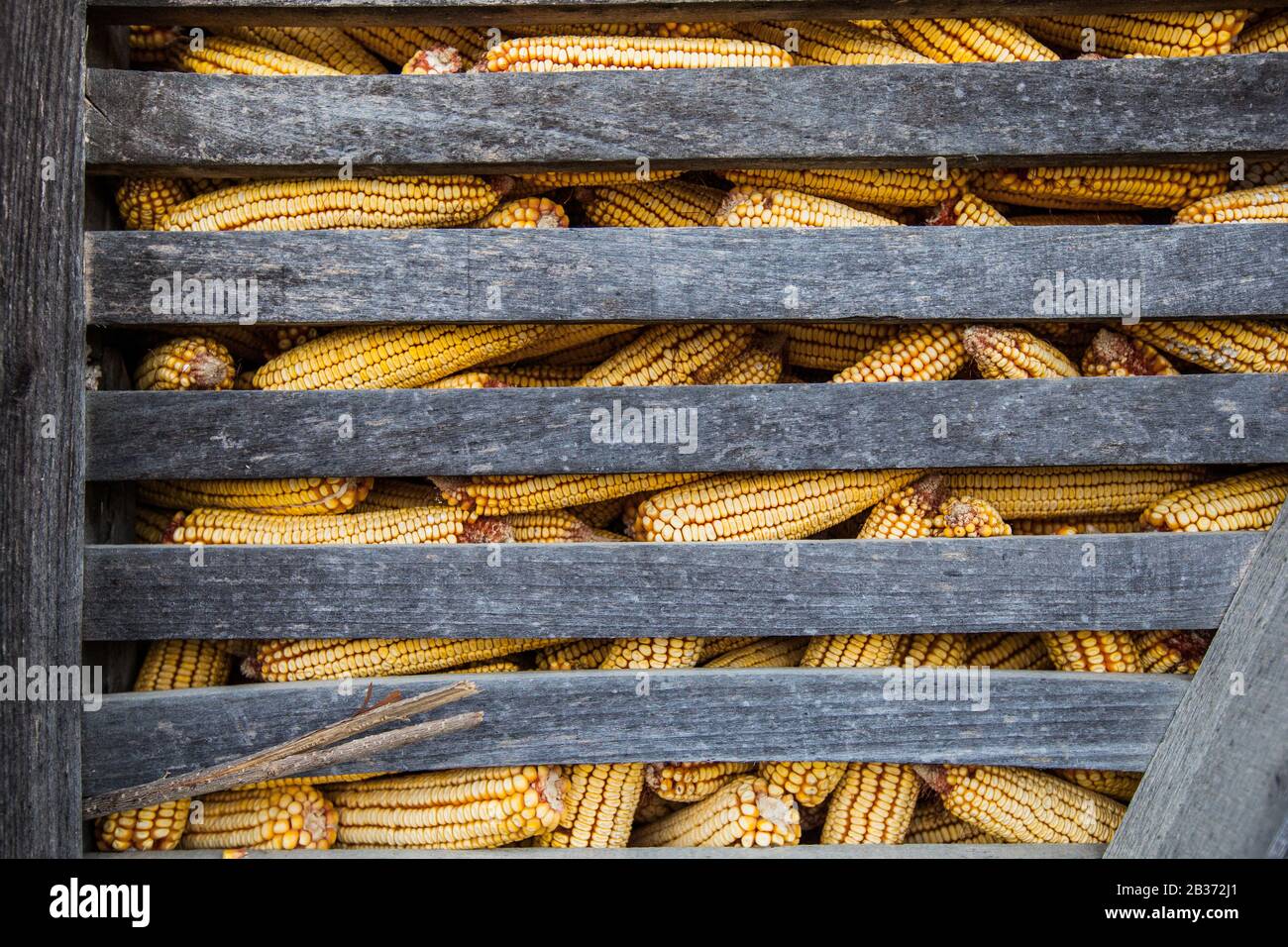 Rustic wooden corn barn at farm, closeup view, rural scene Stock Photo ...