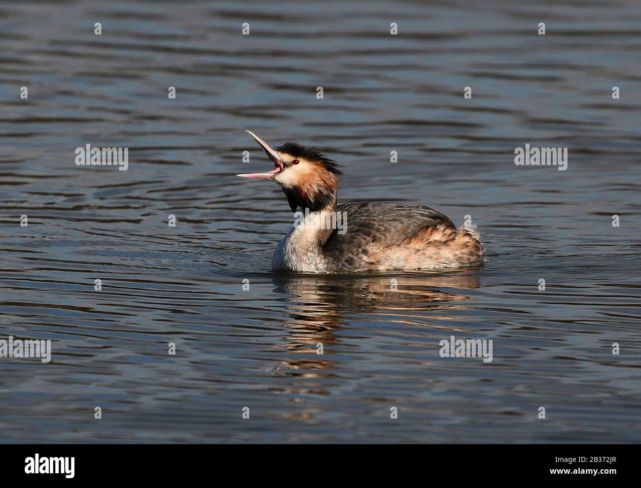 Great Crested Grebe, Podiceps cristatus, UK, beak open, calling Stock ...