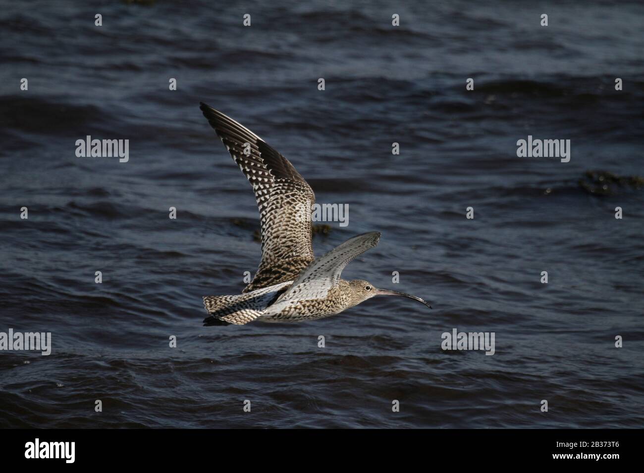 Numenius arquata flight flying wings open hi-res stock photography and ...