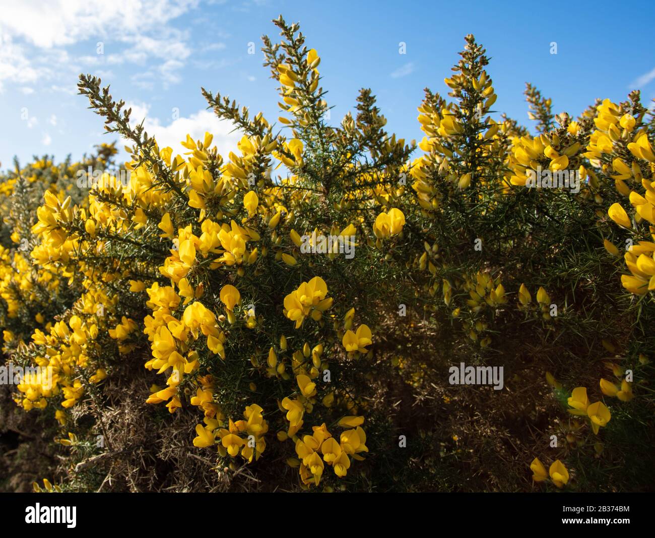 Yellow Flowering Gorse On The Coast Stock Photo - Alamy