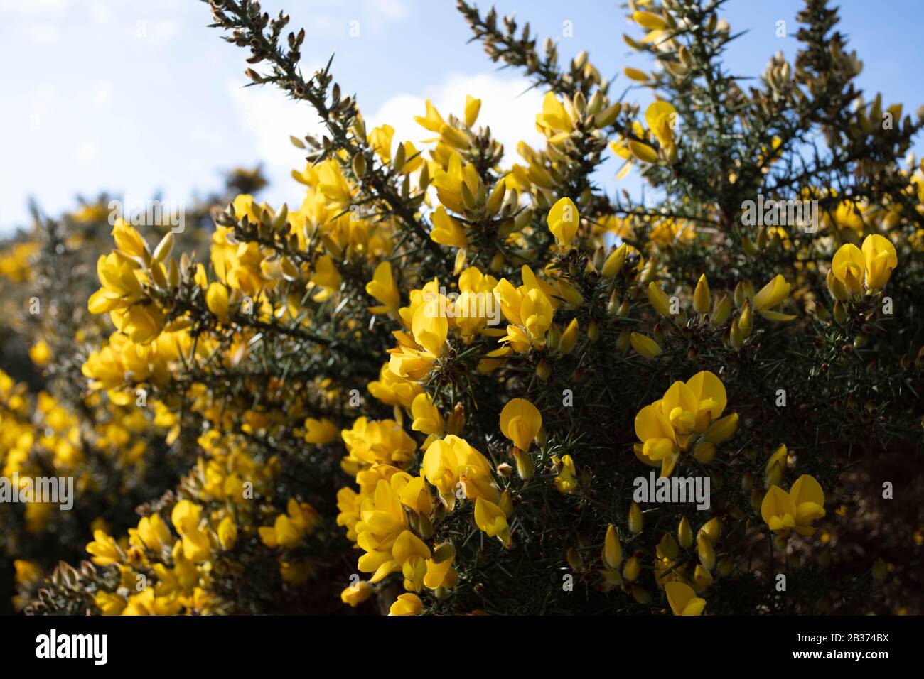 Gorse beautiful hi-res stock photography and images - Alamy