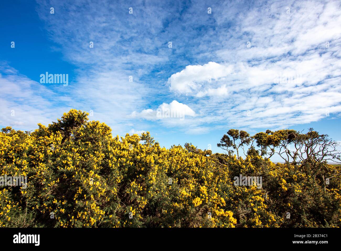Beautiful gorse hi-res stock photography and images - Alamy