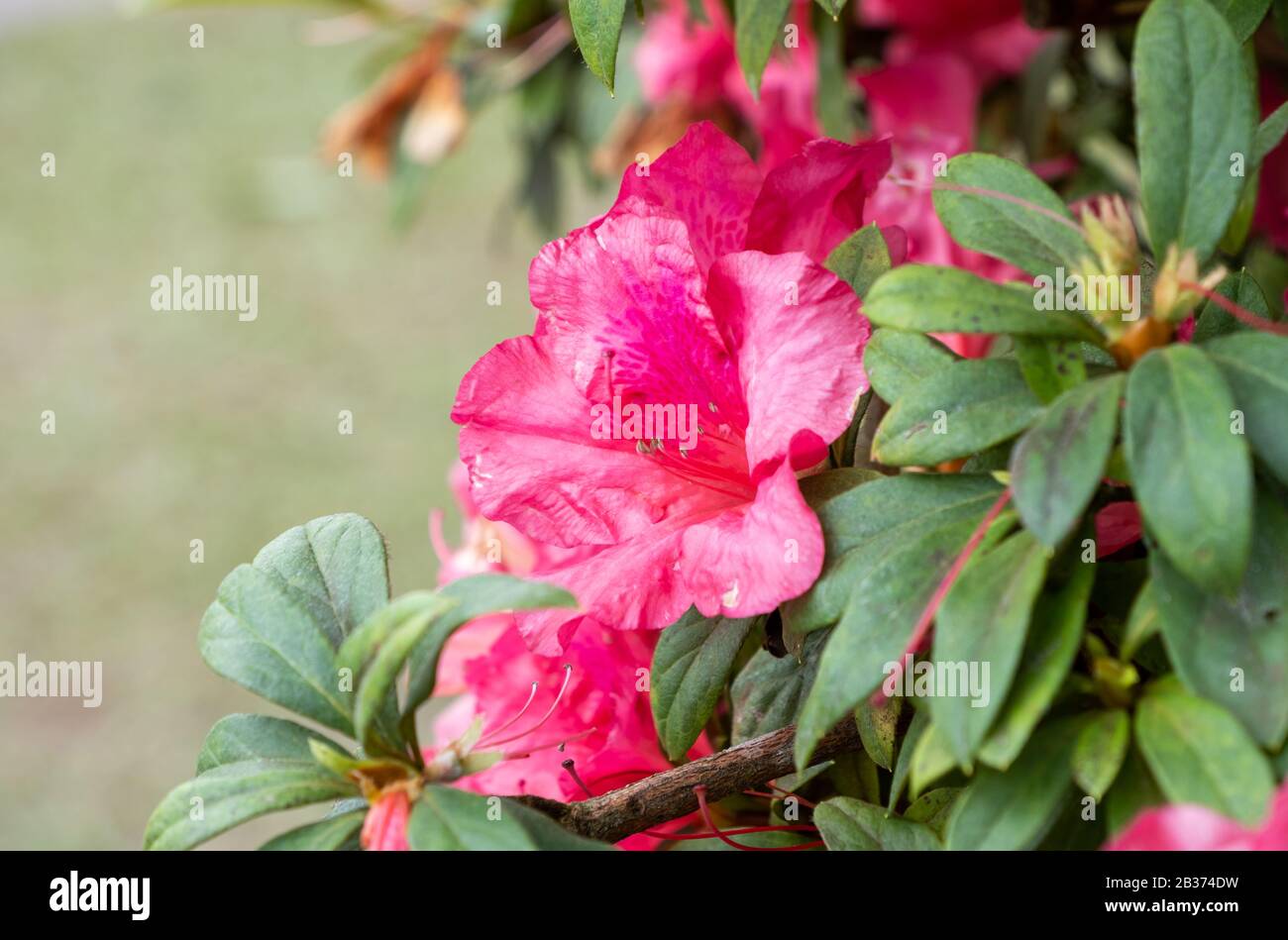 Row of azalea hi-res stock photography and images - Alamy