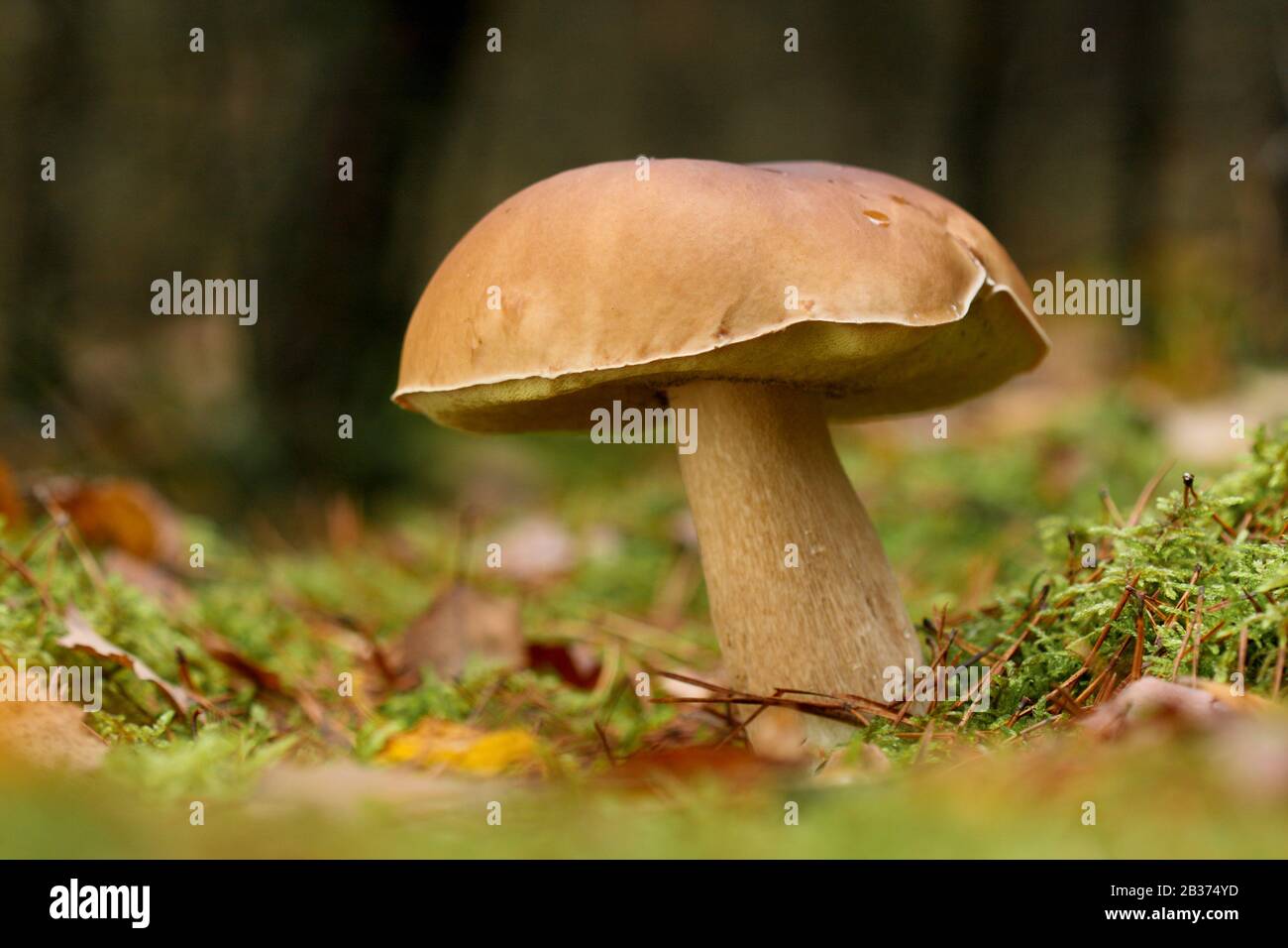 Boletus pinophilus hi-res stock photography and images - Alamy