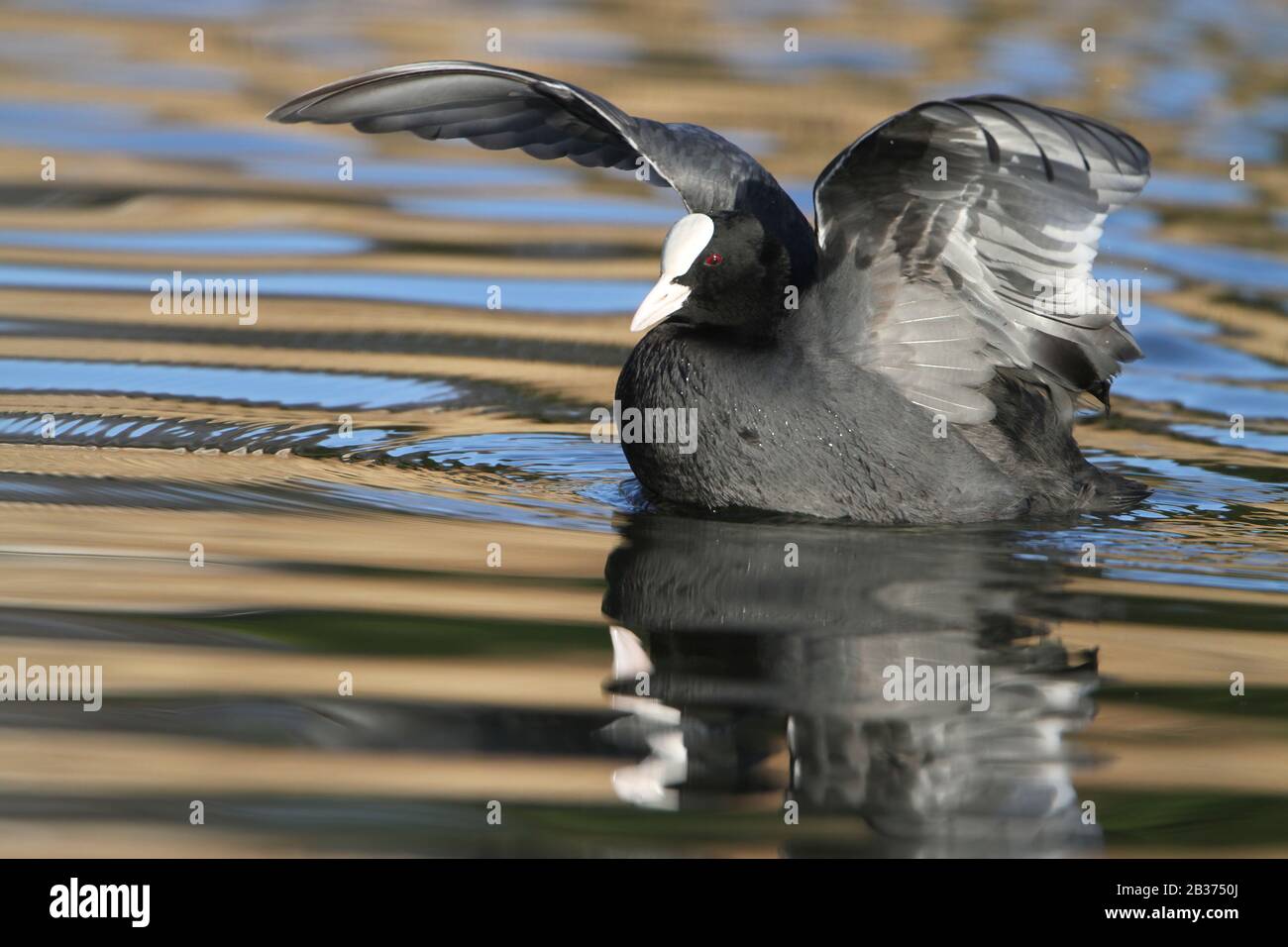 Coot with open wings hi-res stock photography and images - Alamy