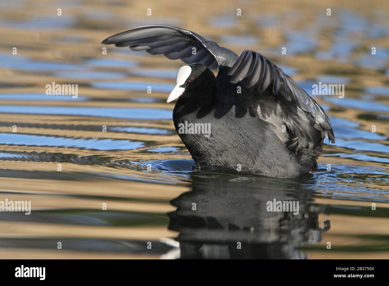 Coot with open wings hi-res stock photography and images - Alamy