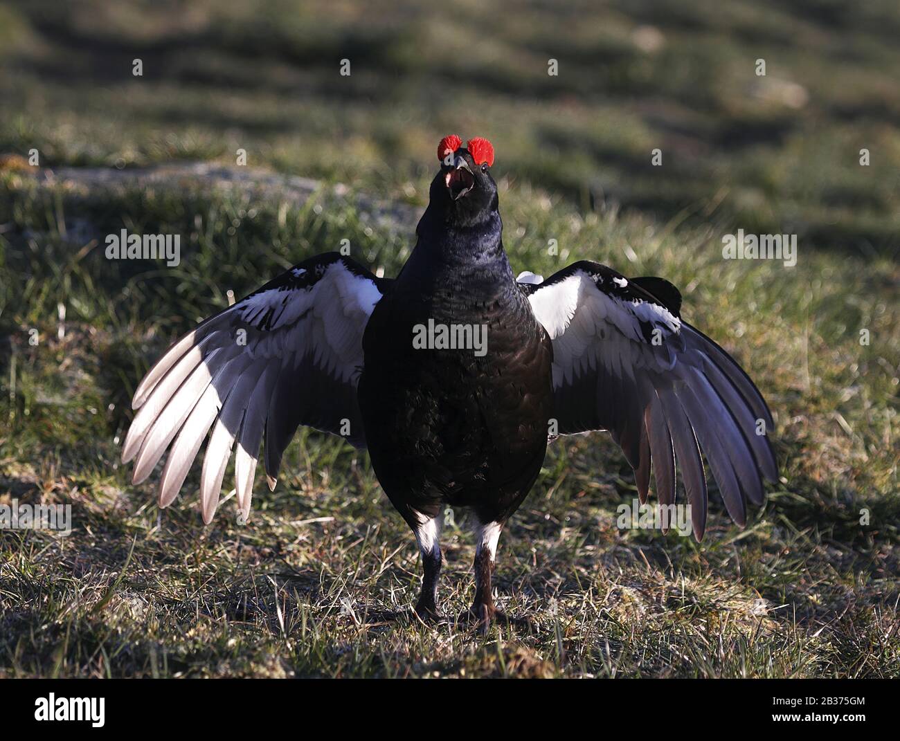 Black Grouse or Blackgame or Blackcock, Tetrao tetrix, displaying ...
