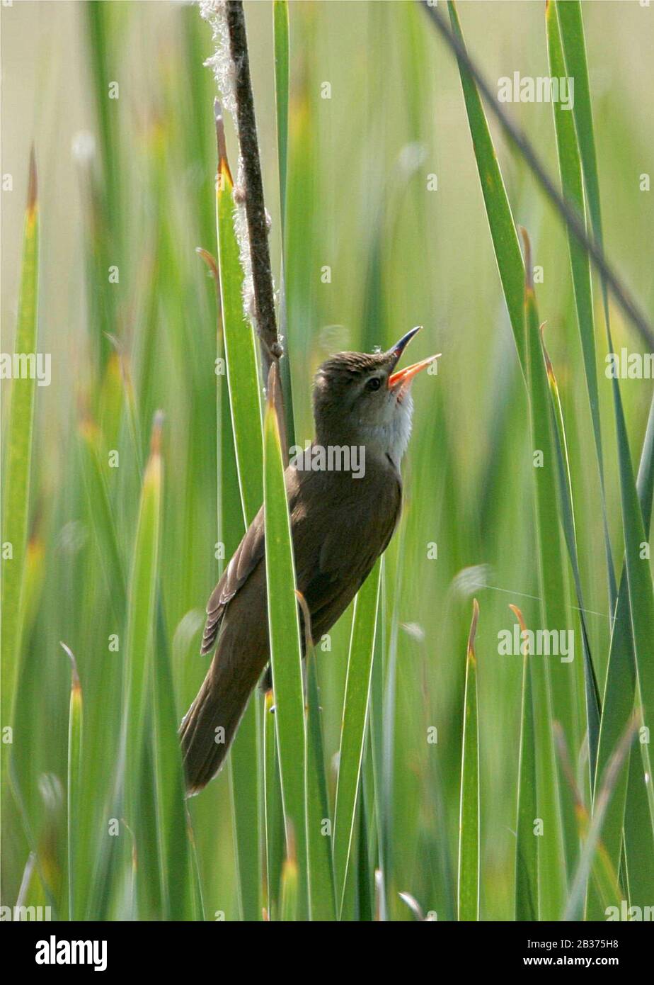 Great Reed Warbler, Acrocephalus arundinaceus, singing in reeds, UK ...