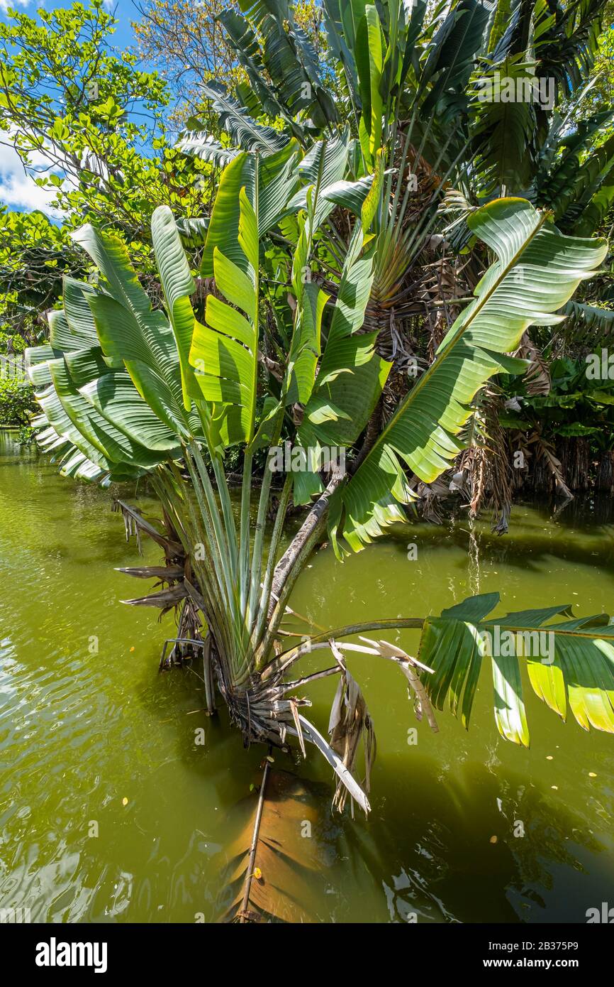 Mauritius, Pamplemousses district, Pamplemousses, Sir Seewoosagur ...