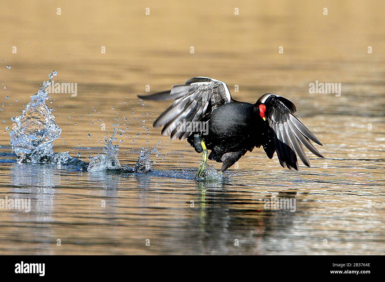 Flying moorhen hi-res stock photography and images - Alamy