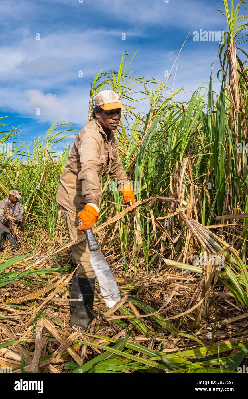 Sugar Cane Harvest High Resolution Stock Photography and Images - Alamy