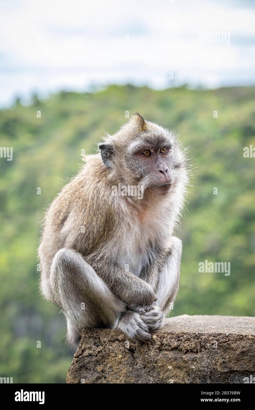 Mauritius primates hi-res stock photography and images - Alamy