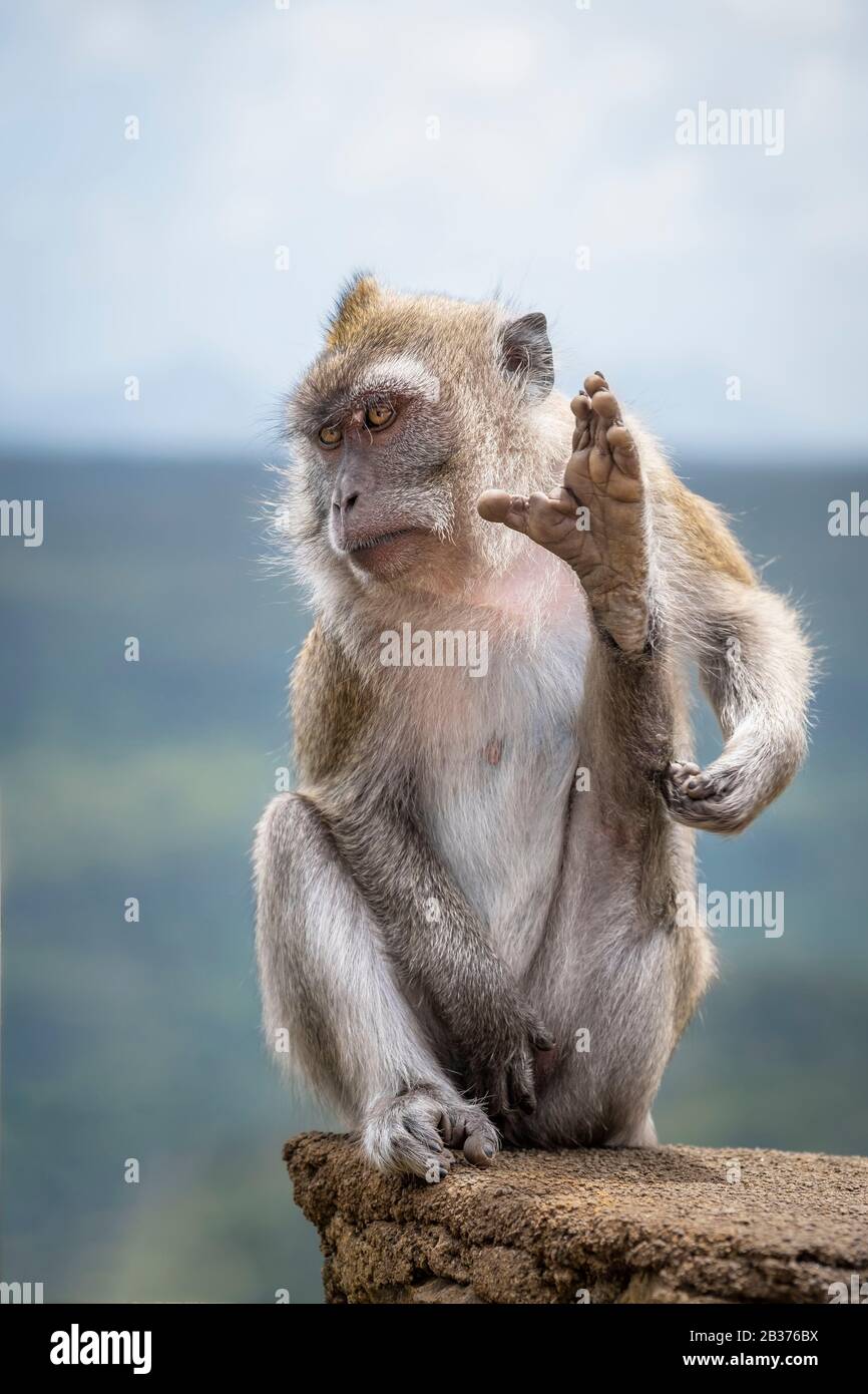 Mauritius primates hi-res stock photography and images - Alamy