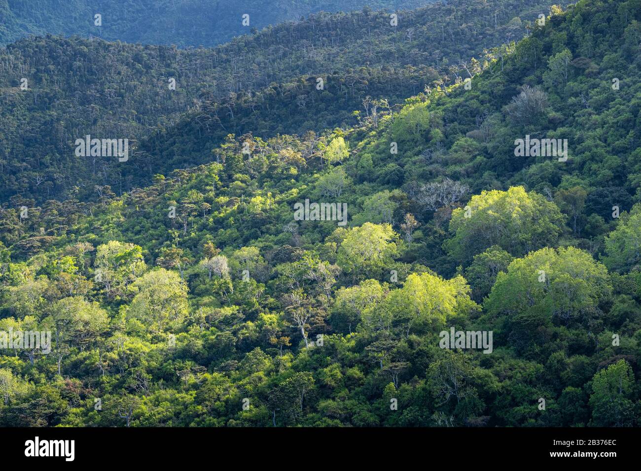 Mauritius, Savanne district, Black River Gorges National Park, panorama ...