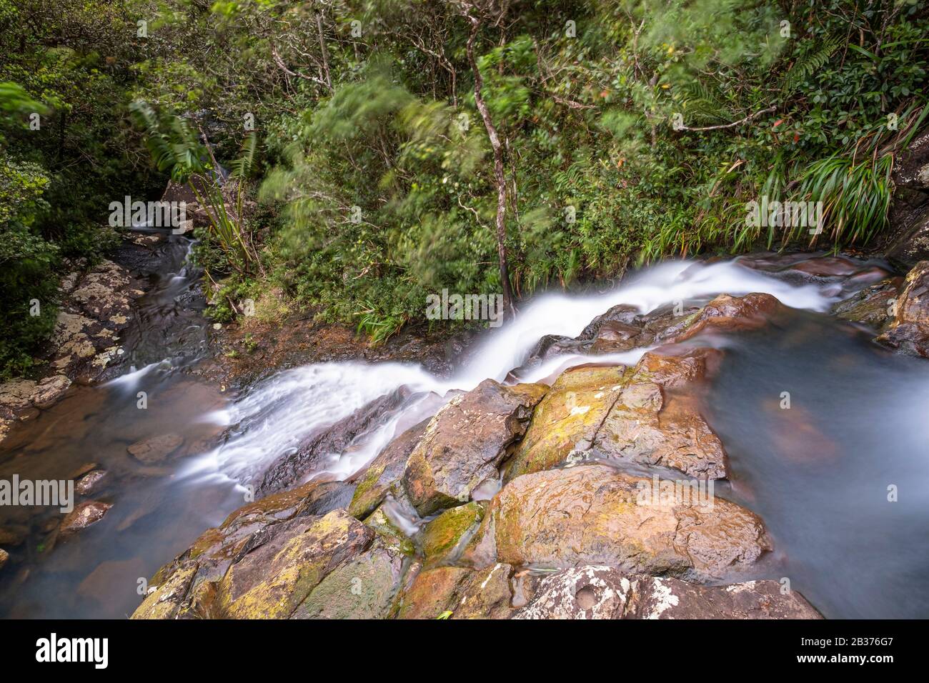 Mauritius, Savanne district, Black River Gorges National Park ...