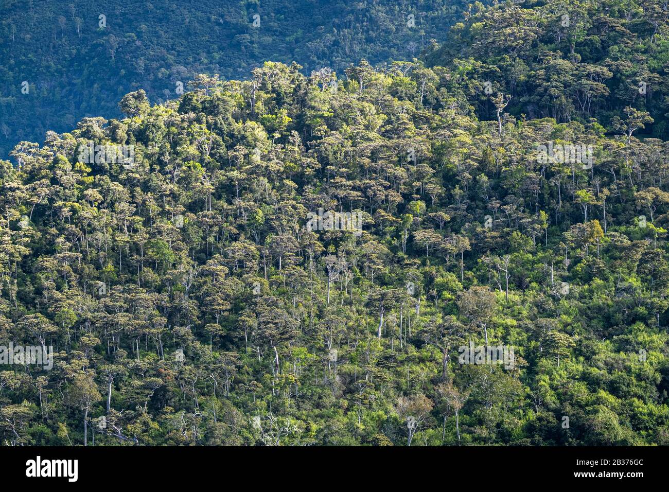 Mauritius, Savanne district, Black River Gorges National Park, panorama ...