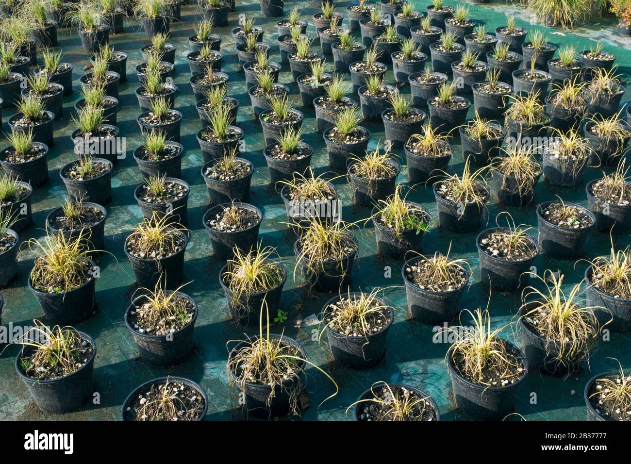 Greater Brown Sedge grass (Carex brunnea ' Variegata') young potted ...