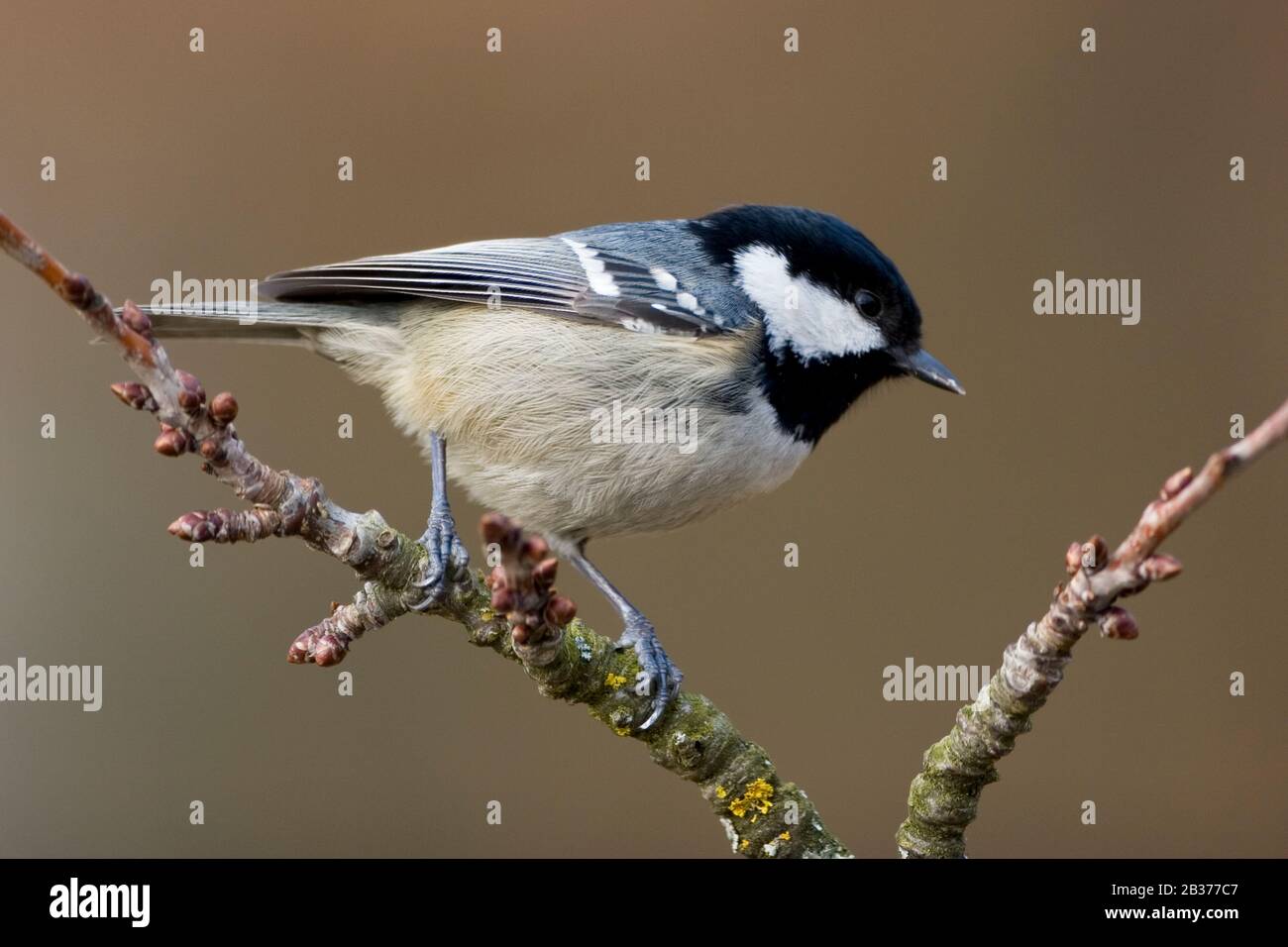 Tannenmeise High Resolution Stock Photography and Images - Alamy