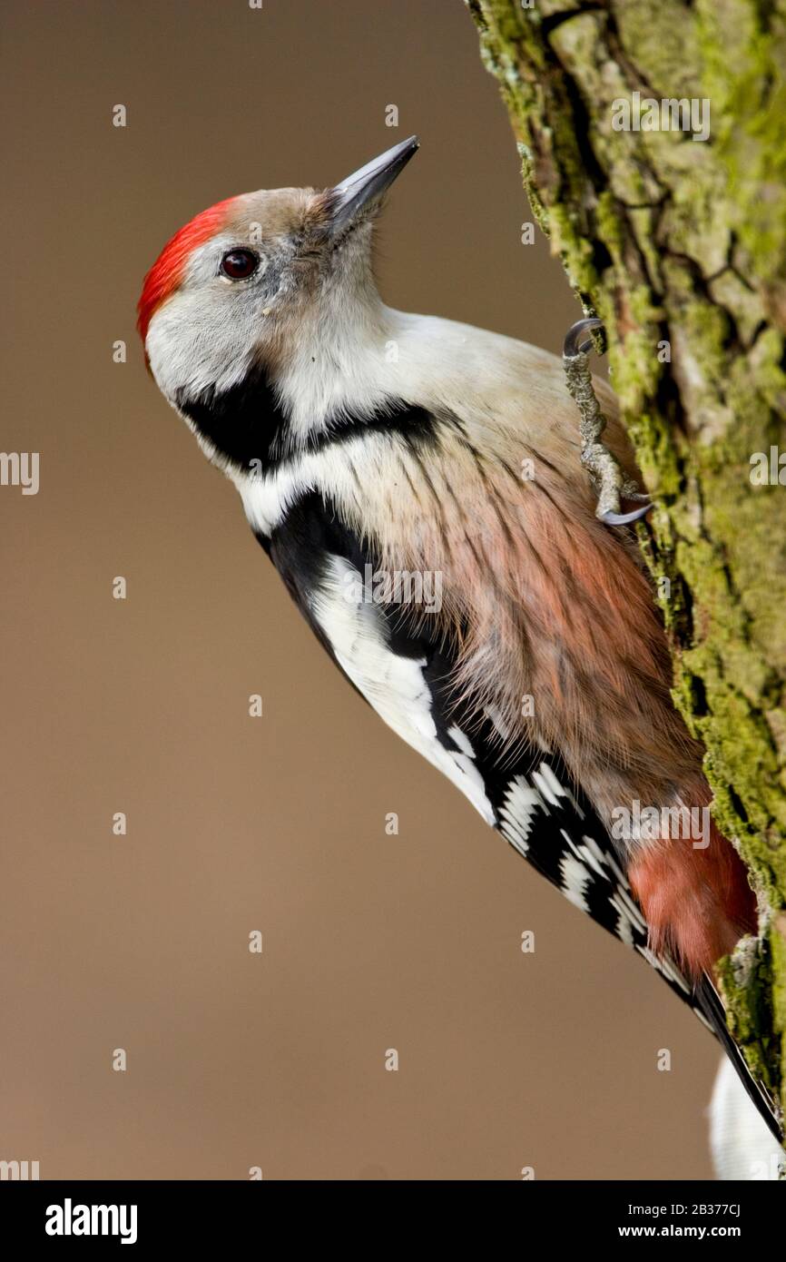 Picoides medius hi-res stock photography and images - Alamy