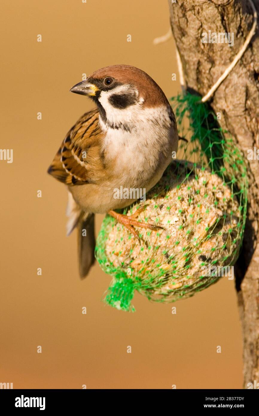 Feldsperling (passer montanus Stock Photo - Alamy