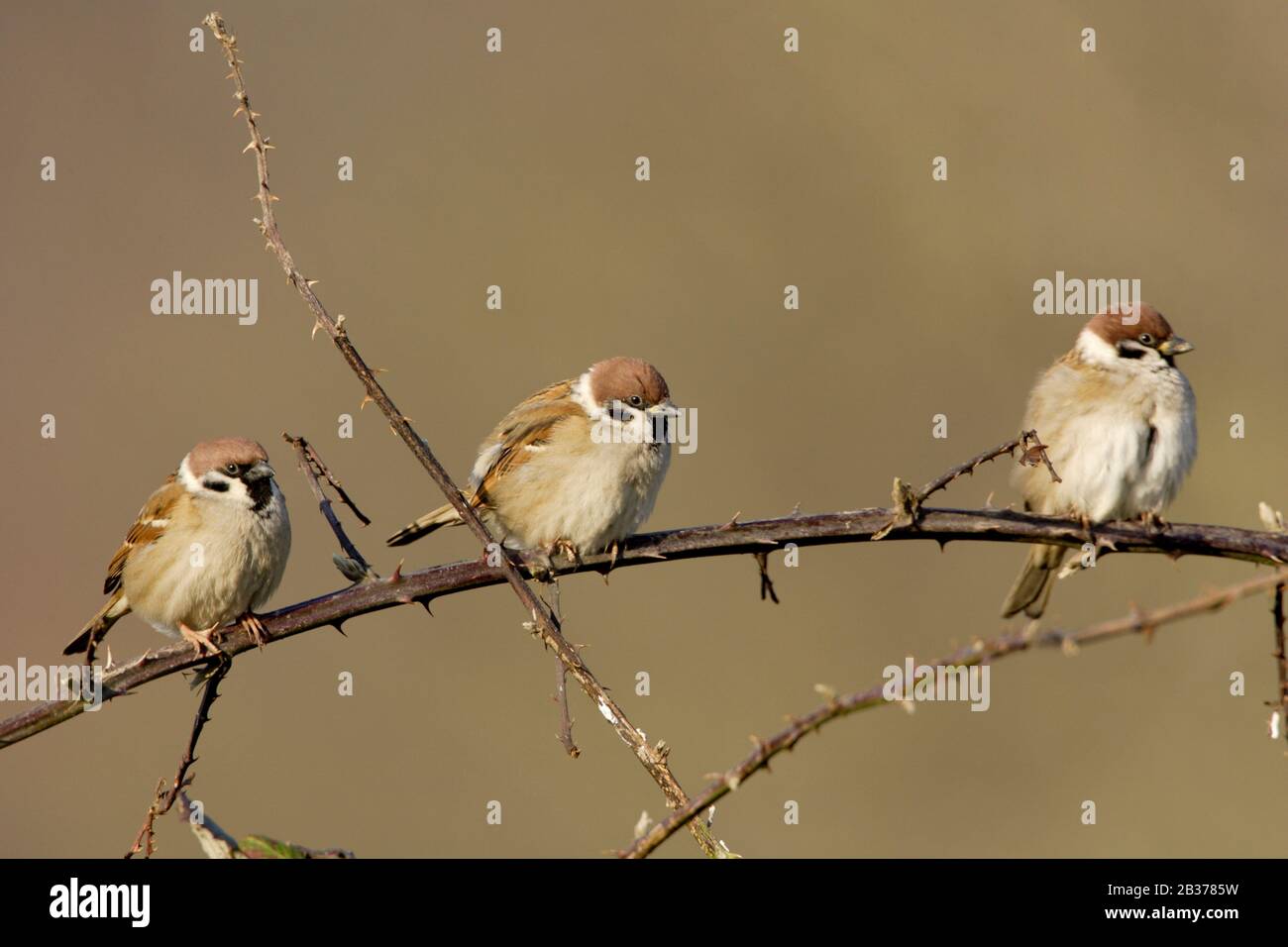 Passer montanus spatz hi-res stock photography and images - Alamy