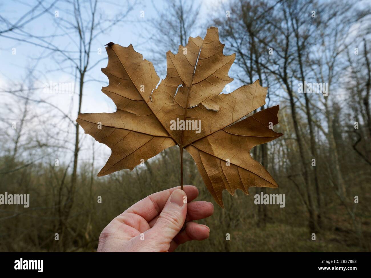 hand holding autumn leaf in woodland Stock Photo - Alamy