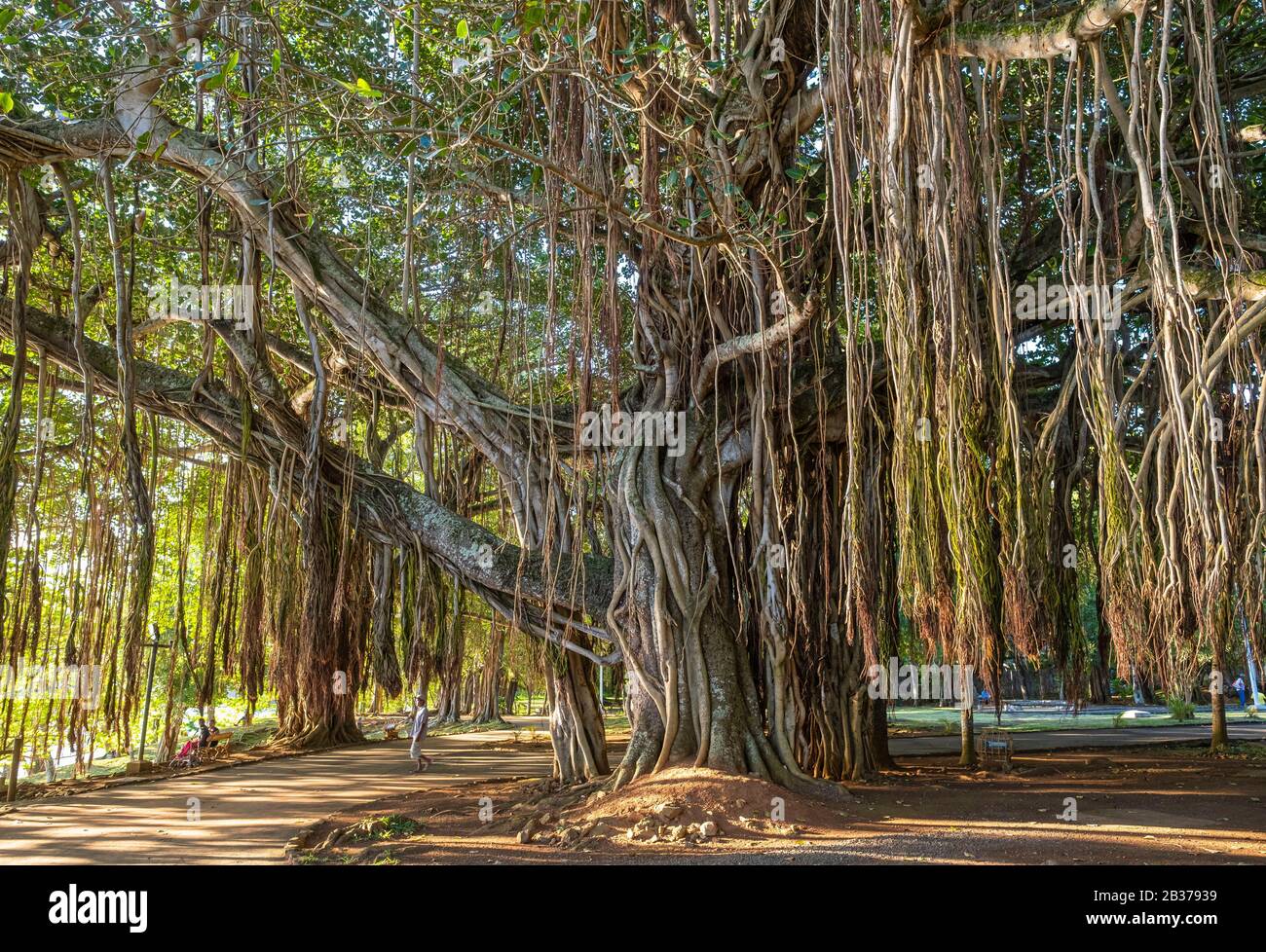Mauritius, Savanne district, Souillac, Telfair garden Stock Photo - Alamy