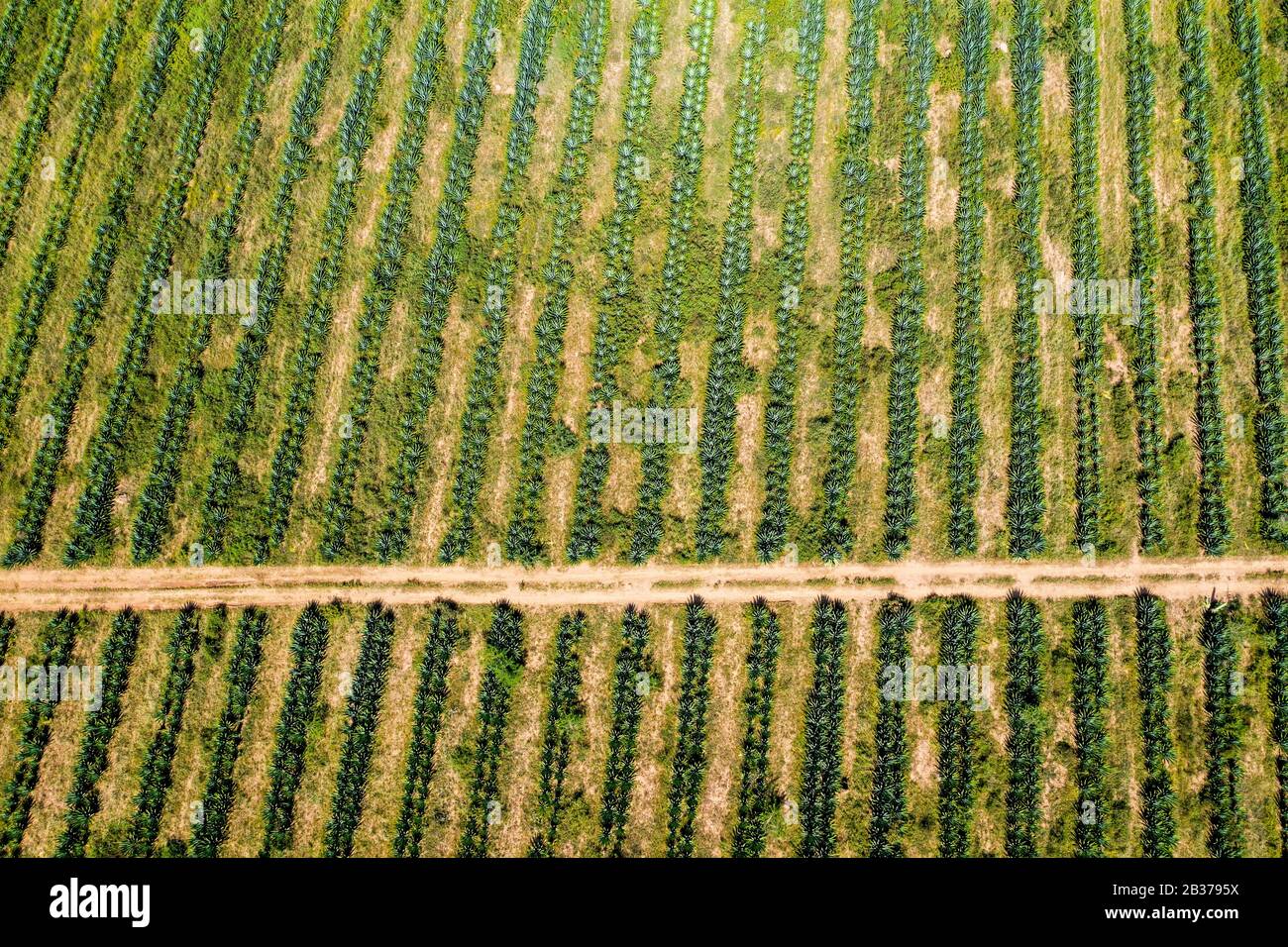 Kenya, betwwen Bogoria lake and Nakuru town, sisal crops(aerial view ...