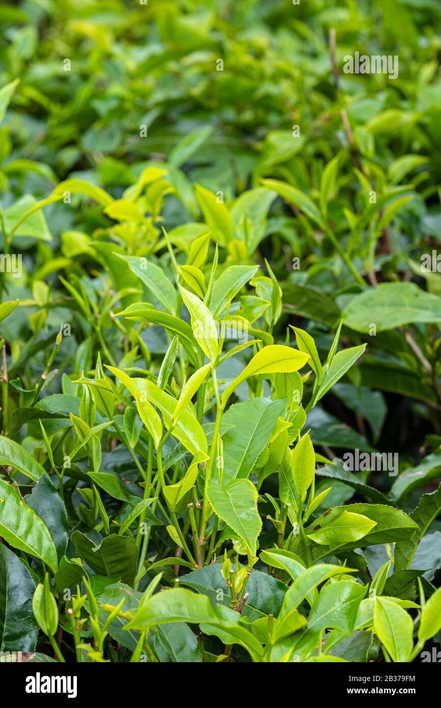 Mauritius, Savanne district, Grand Bois, Domaine de Bois Chéri, the ...