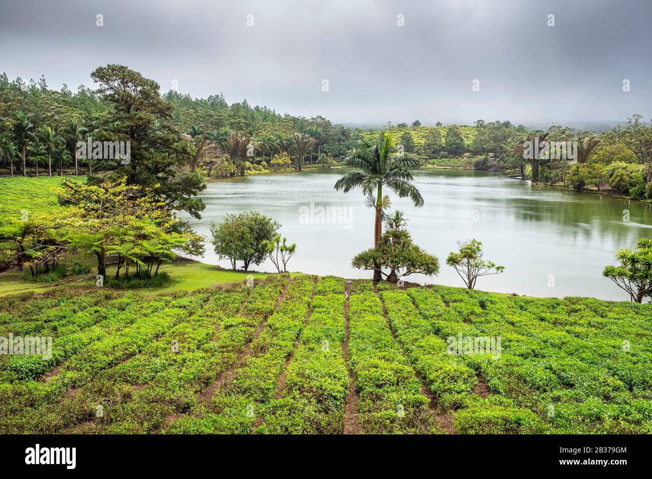 Mauritius, Savanne district, Grand Bois, Domaine de Bois Chéri, the ...