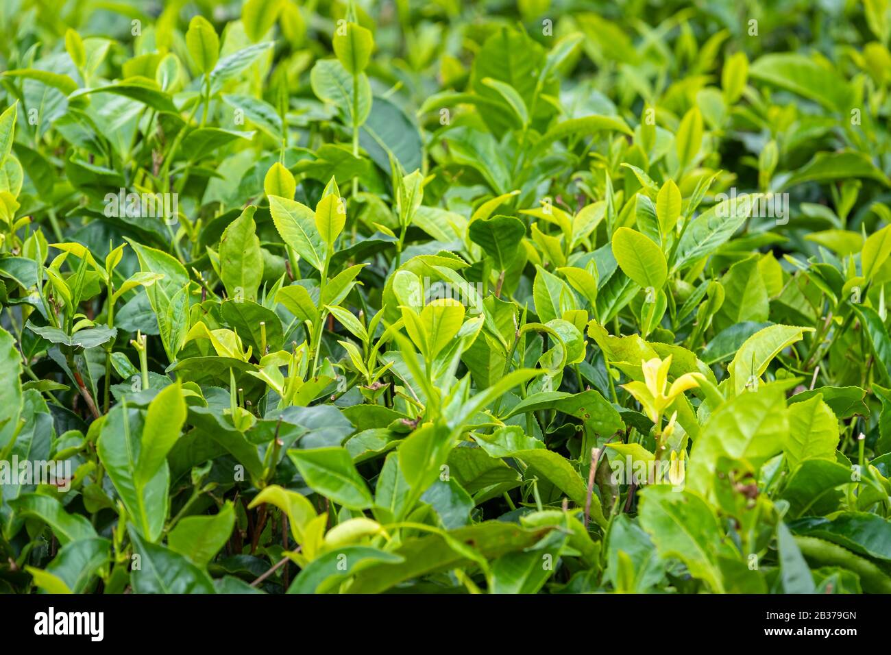 Mauritius plantations hi-res stock photography and images - Alamy