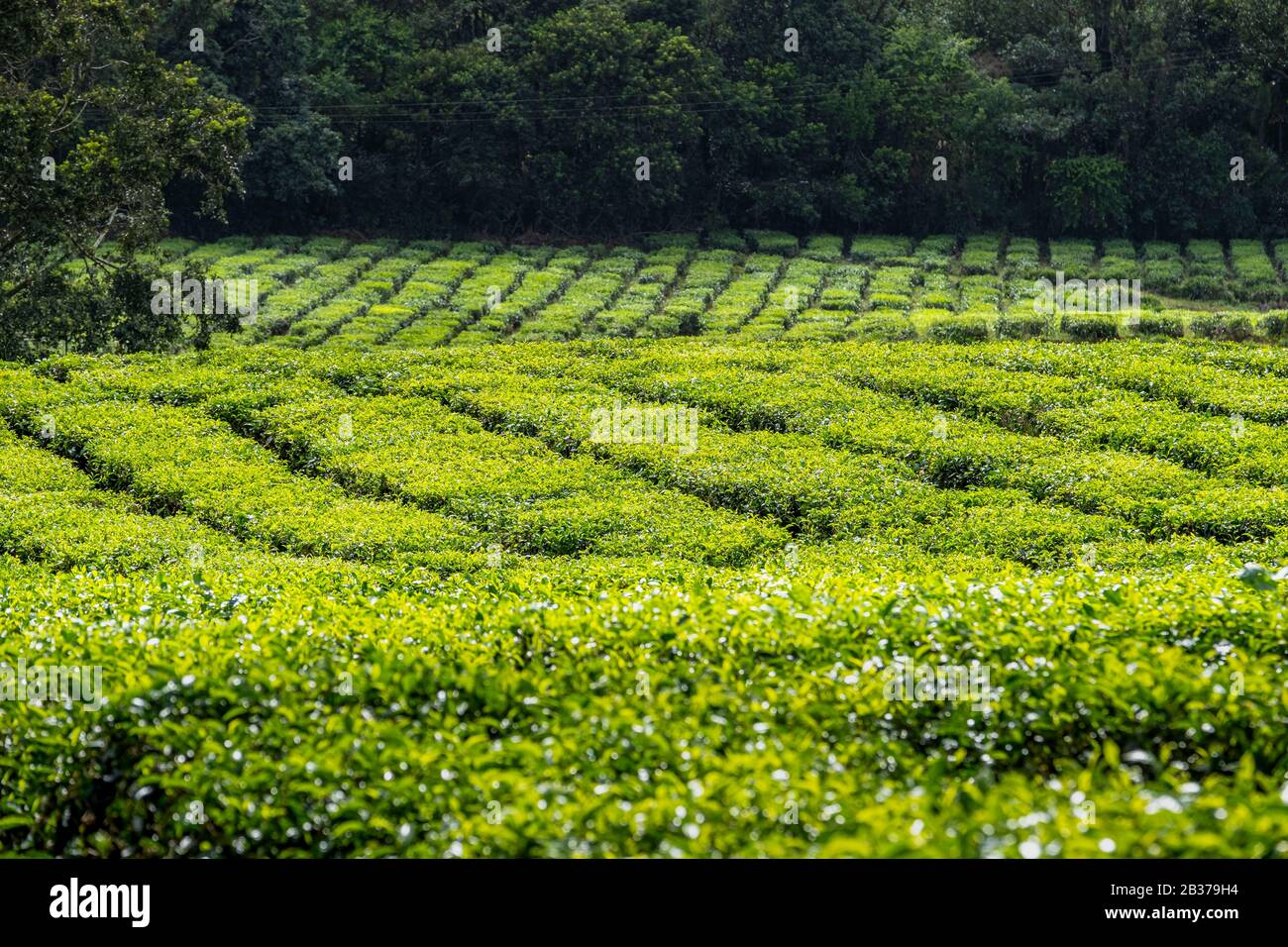 Mauritius, Savanne district, Grand Bois, Domaine de Bois Chéri, the ...