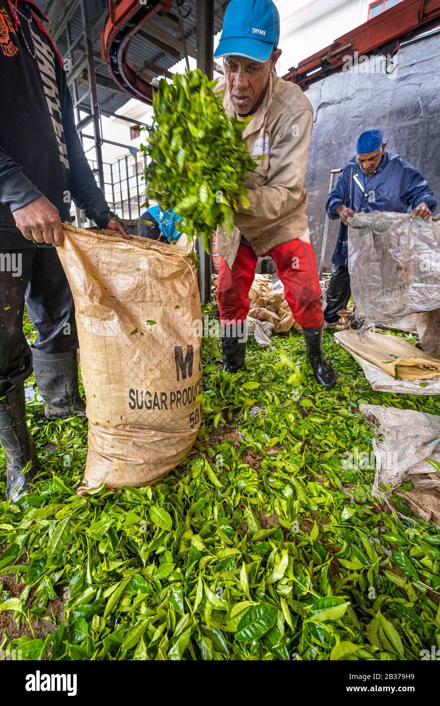 Mauritius, Savanne district, Grand Bois, Domaine de Bois Chéri, the ...
