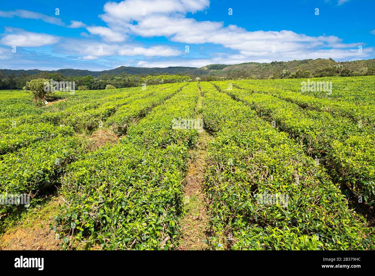 Mauritius, Savanne district, Grand Bois, Domaine de Bois Chéri, the ...