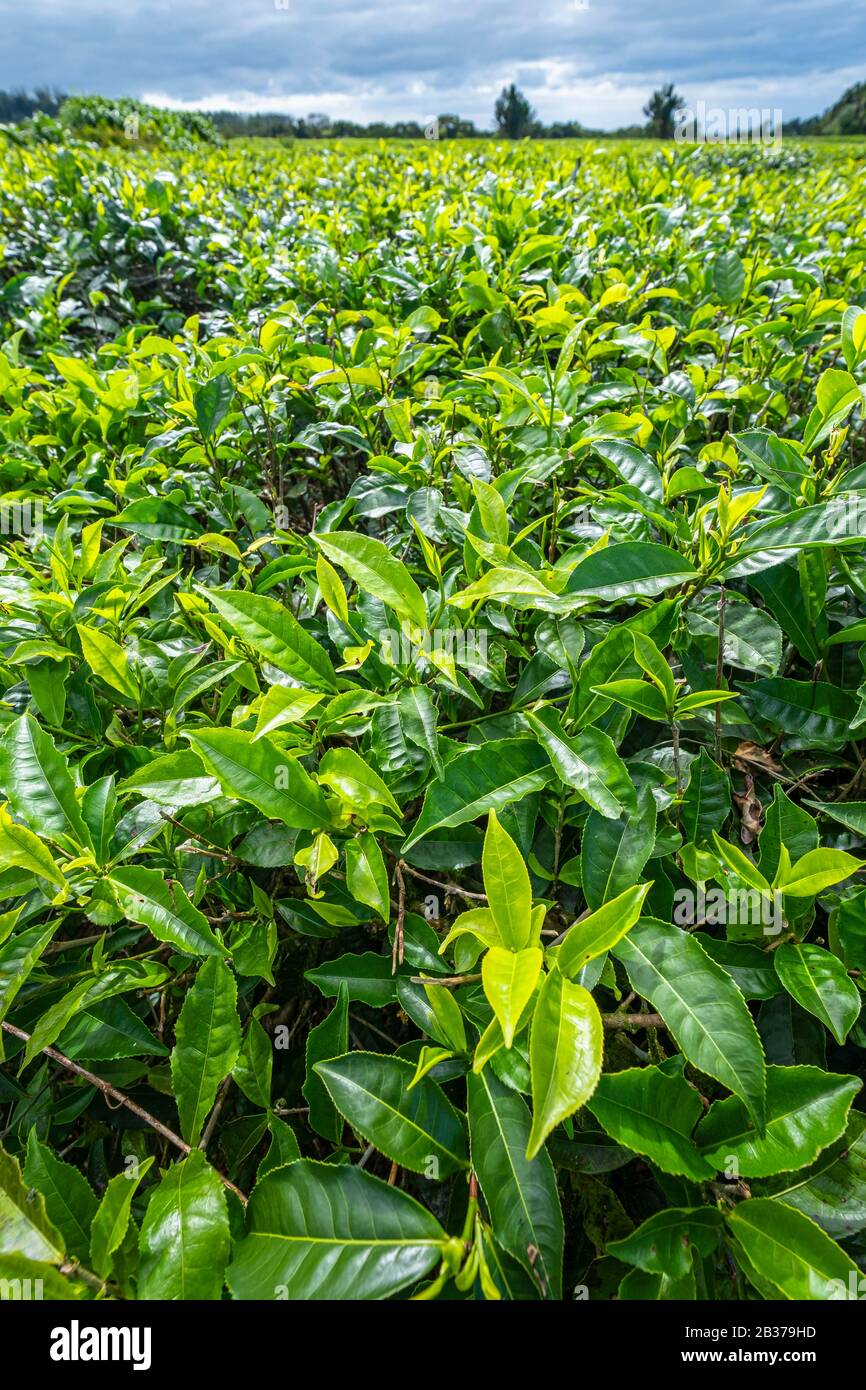Mauritius, Savanne district, Grand Bois, Domaine de Bois Chéri, the ...