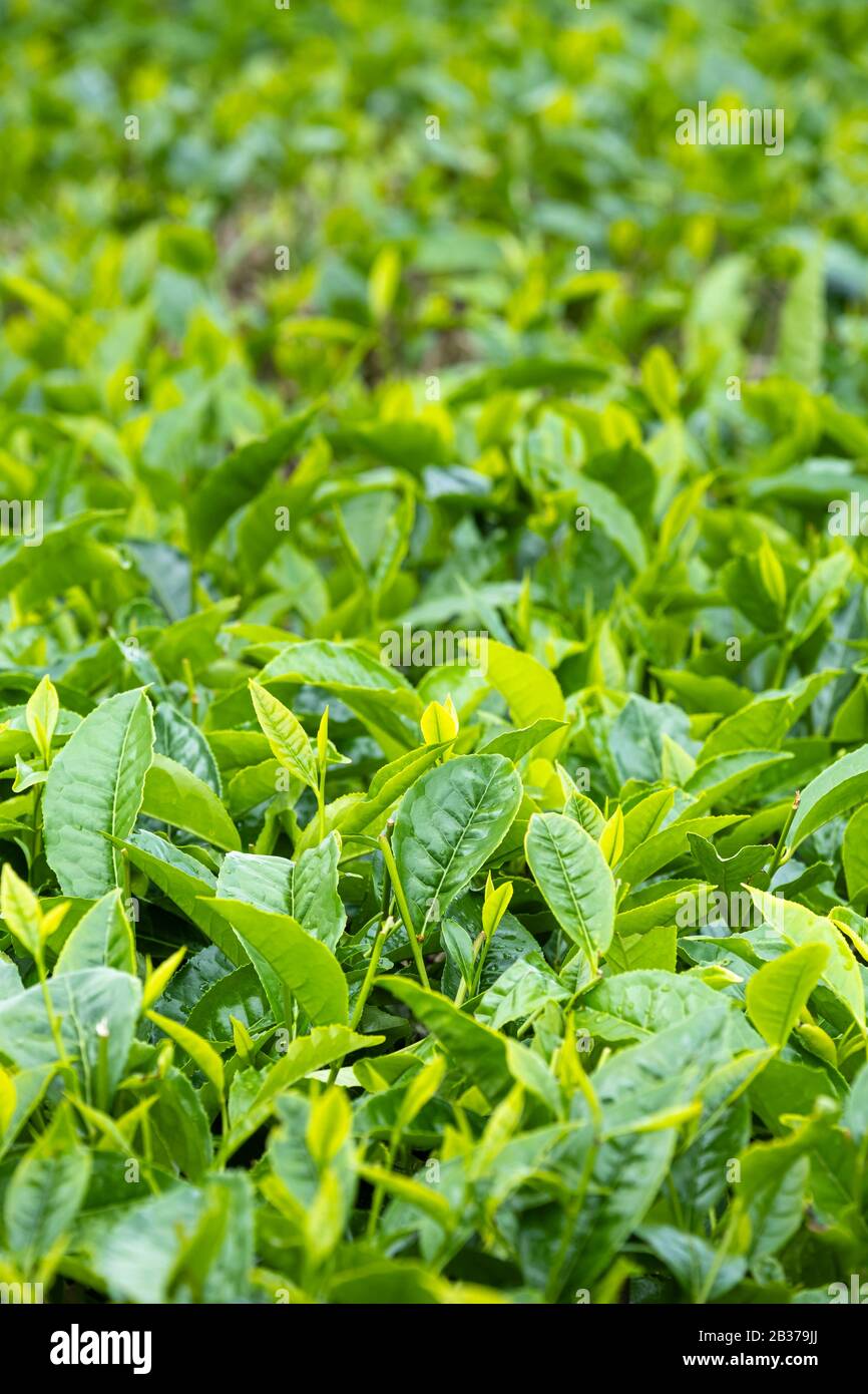 Mauritius, Savanne district, Grand Bois, Domaine de Bois Chéri, the ...
