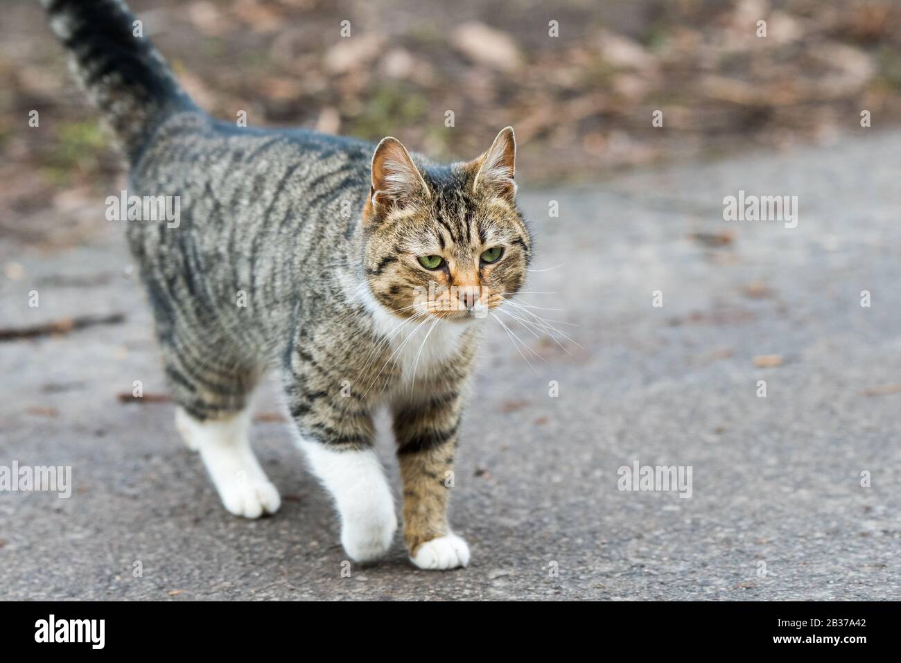 Tabby Cat Walking Back High Resolution Stock Photography and Images - Alamy