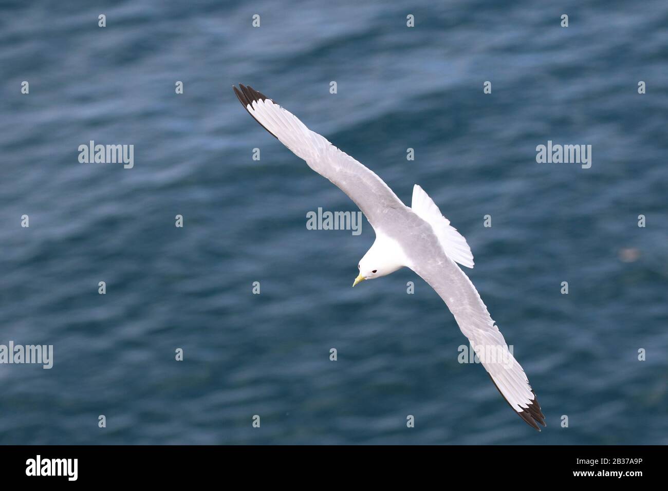 Black Legged Kittiwake, Rissa tridactyla, in flight over sea, UK Stock ...