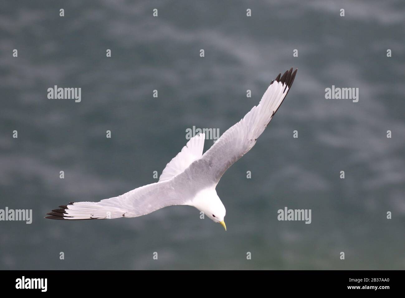 Black Legged Kittiwake, Rissa tridactyla, in flight over sea, UK Stock ...