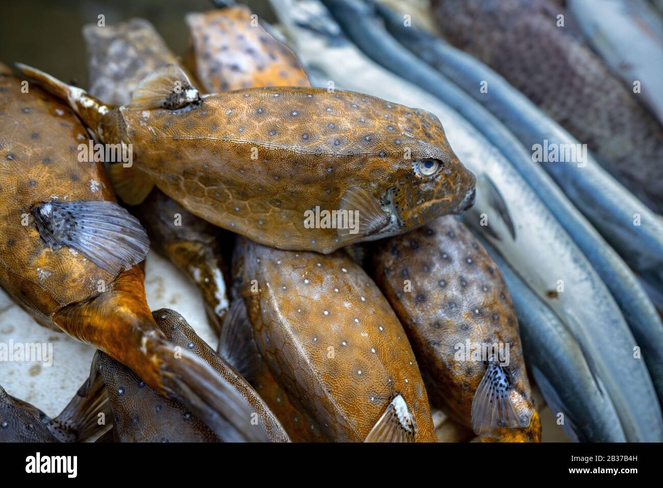 Indonesia, Papua, Asmat district, Agats, market Stock Photo - Alamy