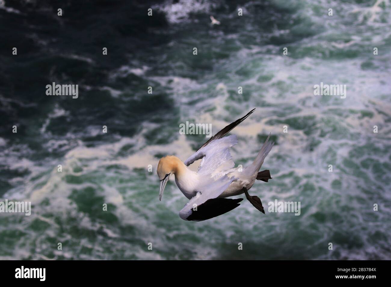 Solan birds hi-res stock photography and images - Alamy