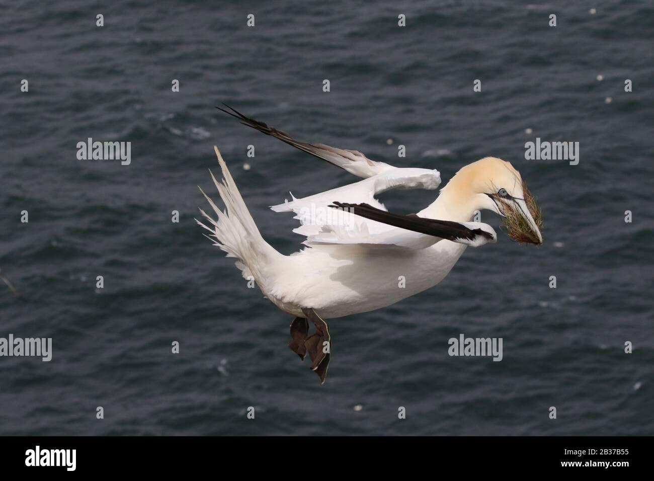 Northern Gannet, also known as solan goose, Morus bassanus, UK, flying ...