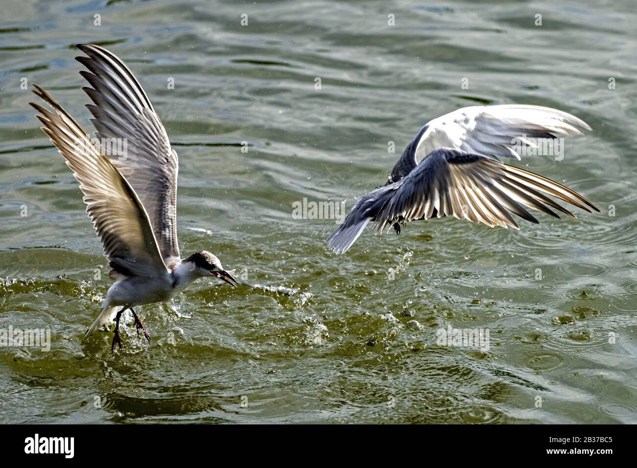 Indonesia, Papua, Raja Ampat, Waisai Stock Photo - Alamy