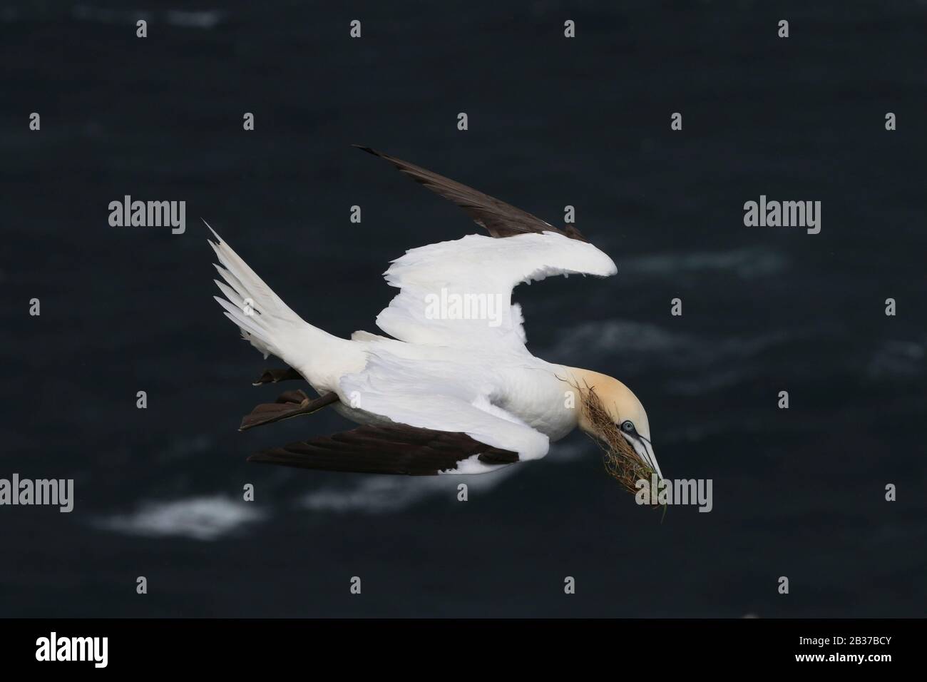 Northern Gannet, also known as solan goose, Morus bassanus, UK, flying ...