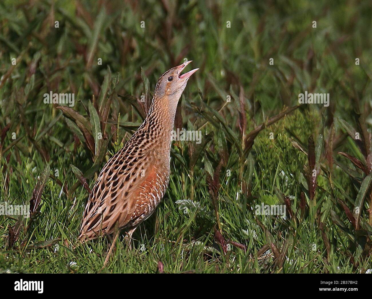 Corn Crake, Crex crex, Europe, calling Stock Photo - Alamy