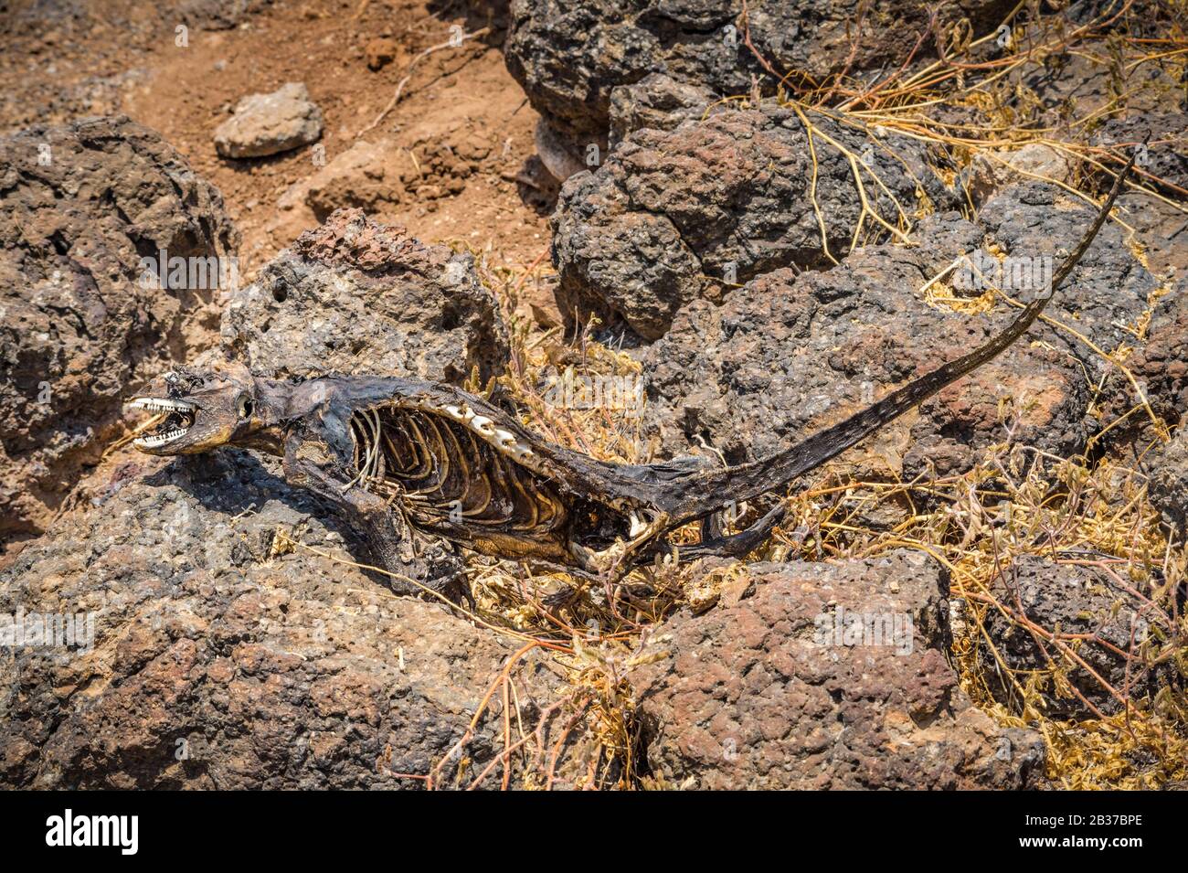 Iguana skeleton hi-res stock photography and images - Alamy