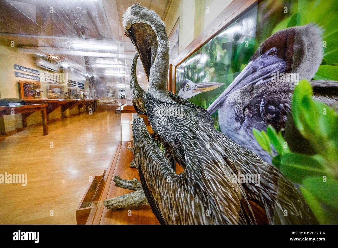 Ecuador, Galapagos archipelago, listed as World Heritage by UNESCO ...