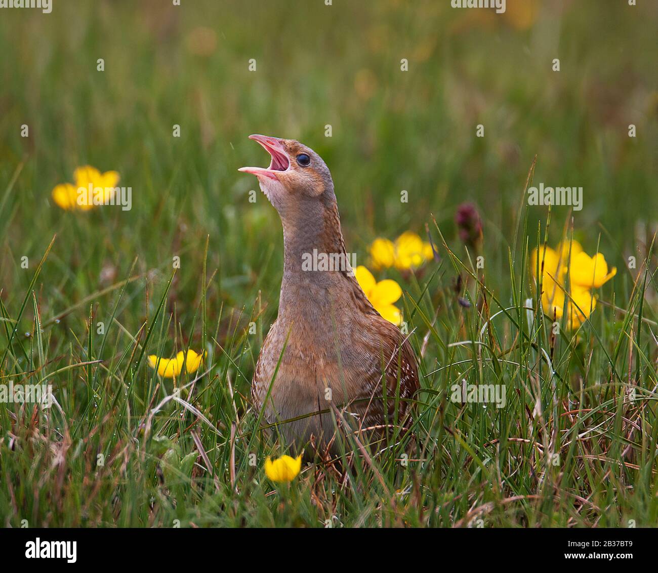 Corn Crake, Crex crex, Europe, calling Stock Photo - Alamy
